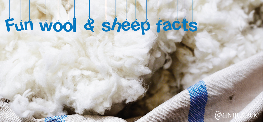 Fun facts about Wool and Sheep - MiniJumbuk