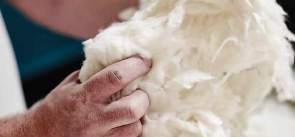 Properties of Wool - MiniJumbuk