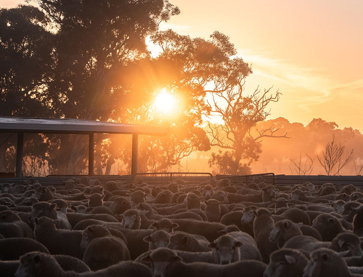 About MiniJumbuk | Australian Wool | MiniJumbuk